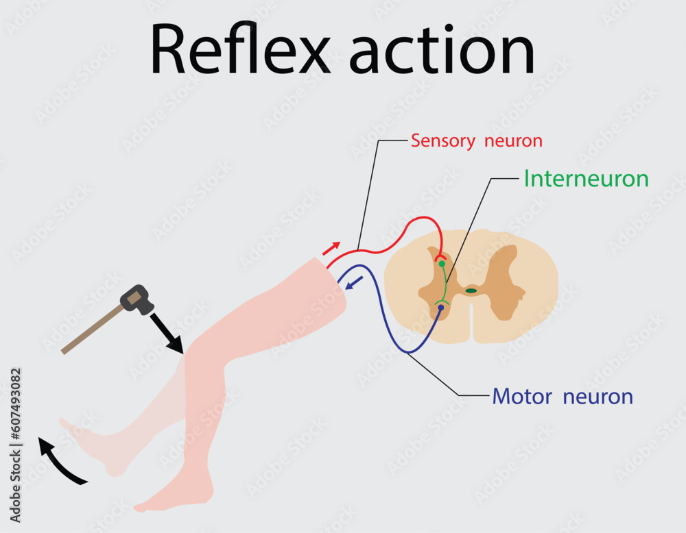 Vecteur Stock illustration of medical and biology, Reflex action, Spinal Reflex Arc anatomical ...