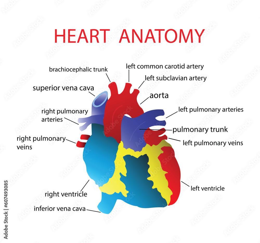 illustration of medical and biology, Heart Anatomy, diagram of human ...