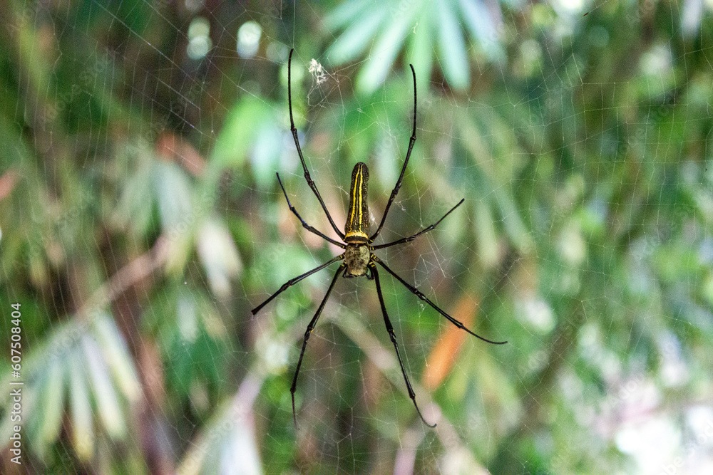 Female Nephila Pilipes, Giant Golden Obweaver Spider. a Big Spider that ...