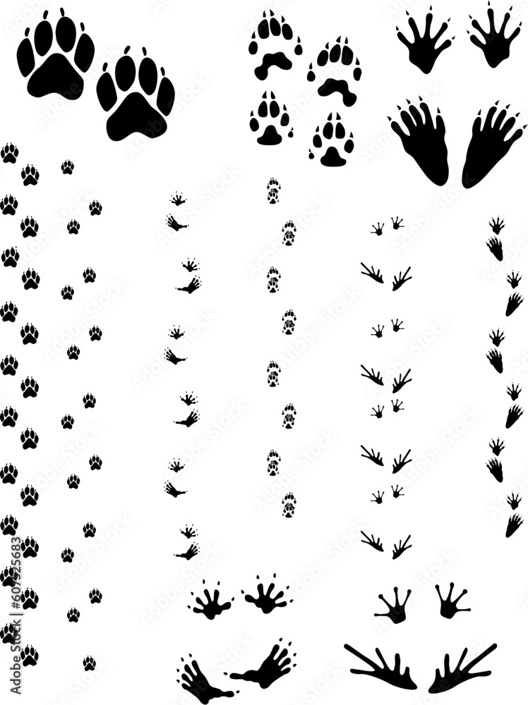 Paw prints and tracks of five different animals. Top Row Left to right ... Paw prints and tracks of five different animals. Top Row Left to right ...