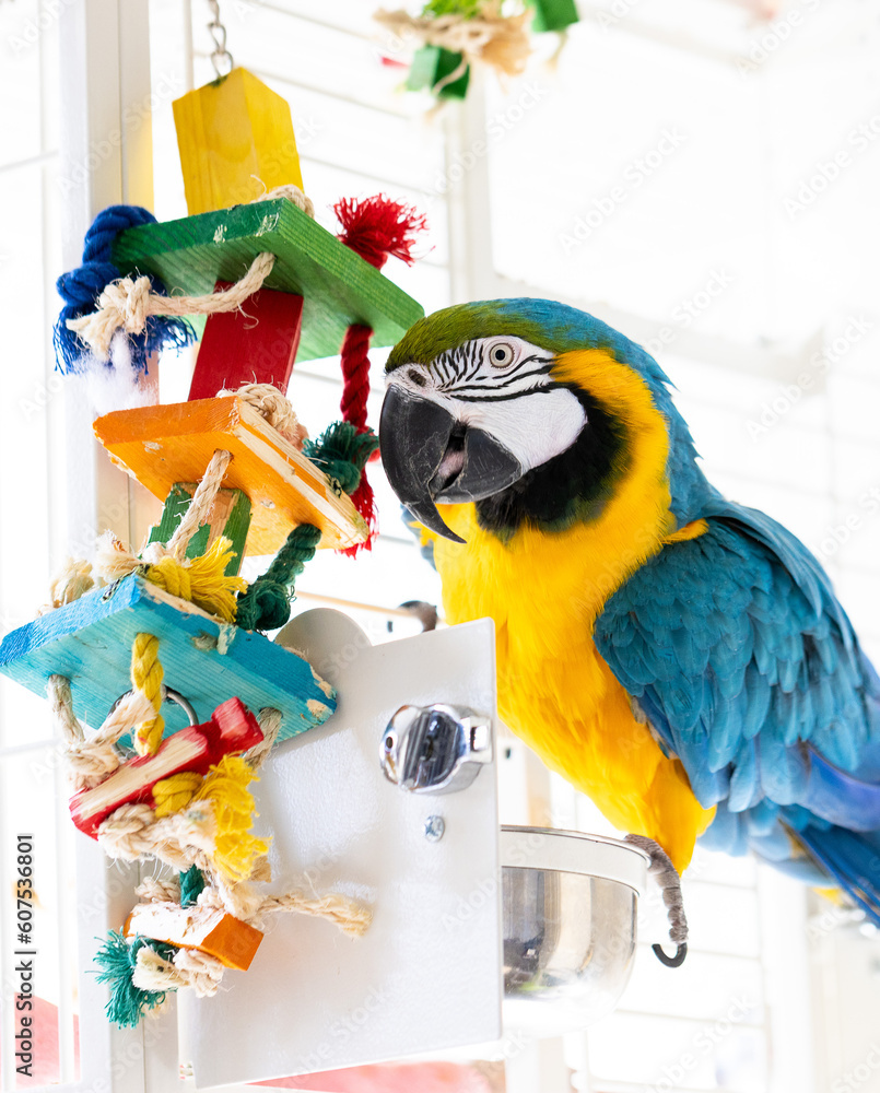 blue and yellow macaw playing with toys in the cage Stock Photo | Adobe ...