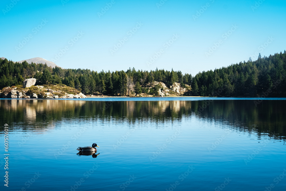 pato en un lago en el bosque con reflejos de arboles en el agua foto de ...
