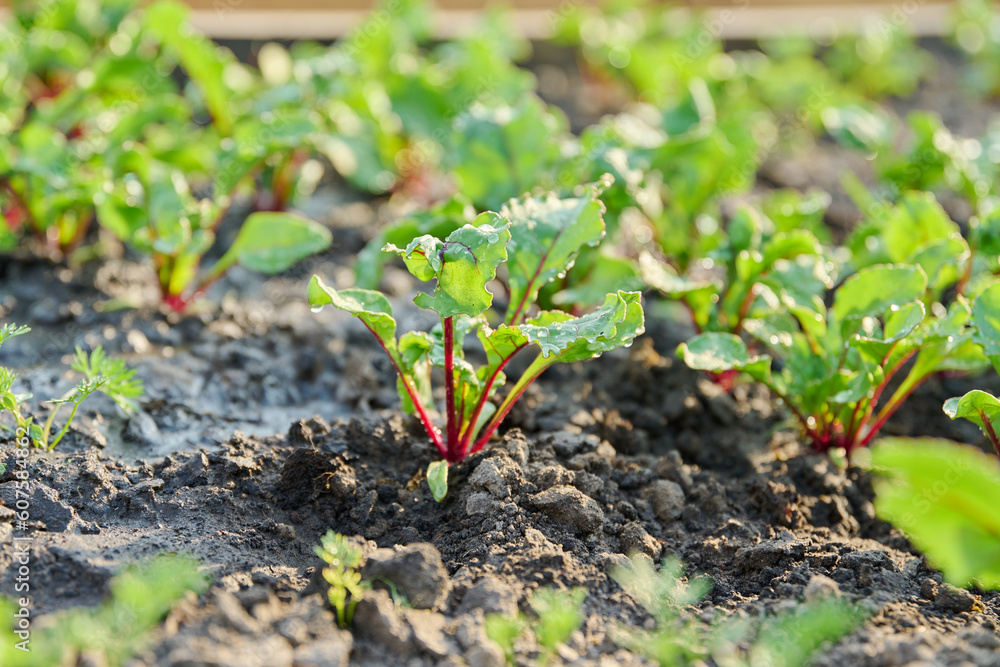 Beet Seedlings