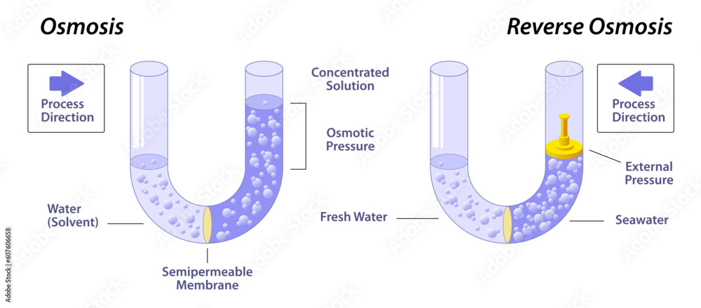 Osmosis and reverse osmosis vector illustration. Higher concentration ...