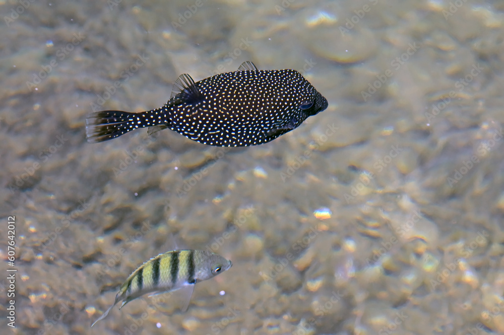 Two tropical reef fish, a spotted boxfish (Ostracion meleagris) and a ...