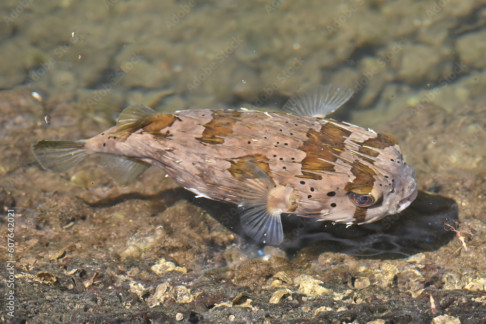 A giant porcupine fish (Diodon holocanthus) also called kokala or long ...