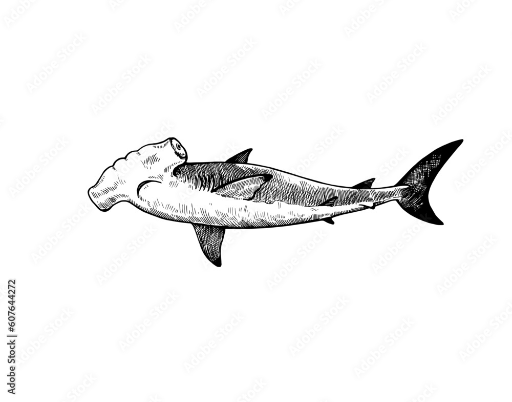 Hammerhead shark. Hand drawn ink illustrations in retro engraving style ...