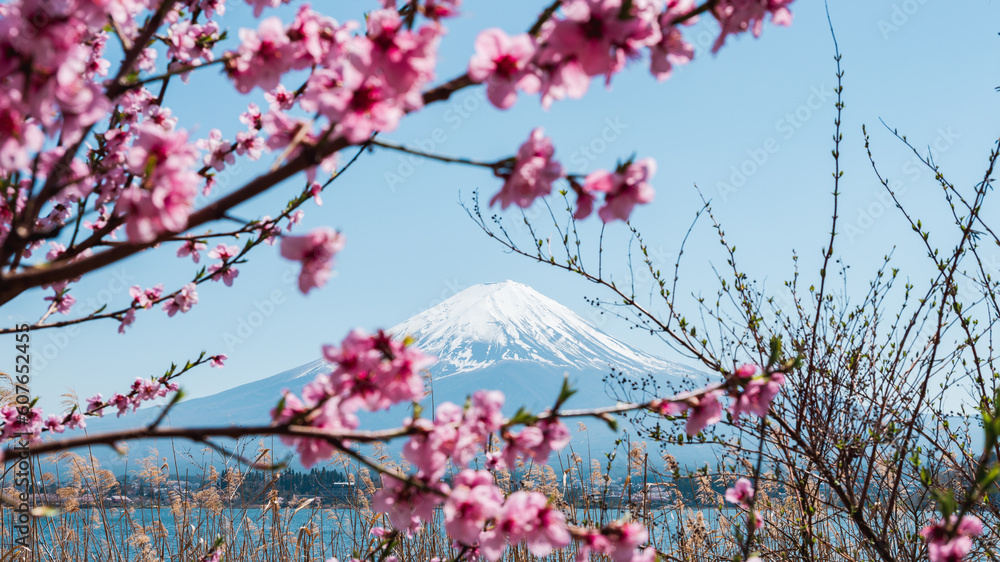 beautiful Mountain Fuji with cherry blossom(Sakura) at Lake kawaguchiko ...