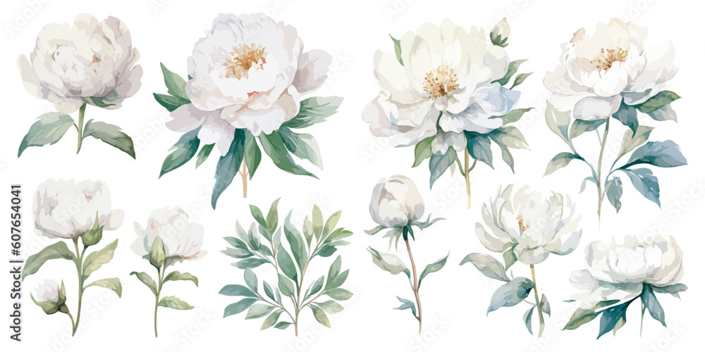 watercolor peony clipart for graphic resources Stock Vector | Adobe Stock