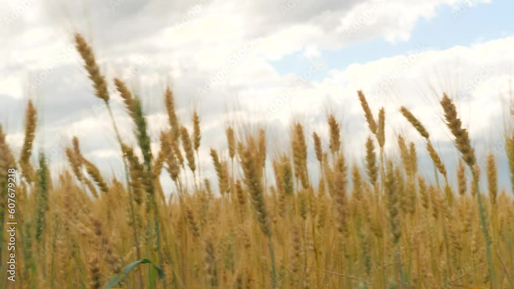 ears wheat field sky summer farm. griculture. farming. cultivation ...