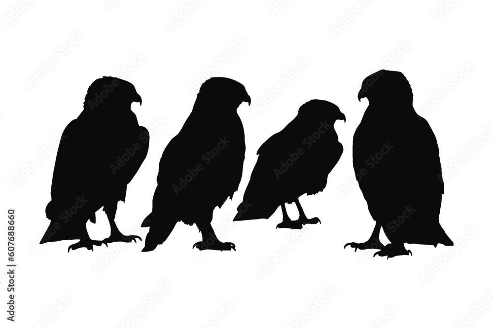 Wild hawks sitting silhouette set on a white background. Carnivore wild ...