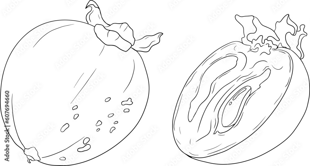 Hand drawn persimmon, date plum fruits. Black and white botanical ...