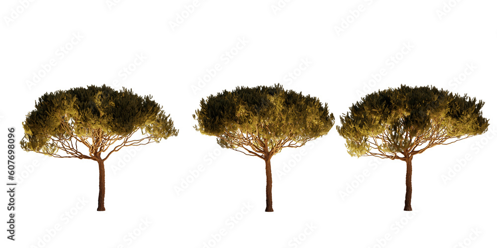 isolated, cutout, transparant background, hires tree at night scene ...