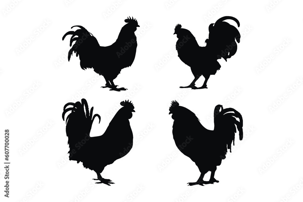 Domestic roosters standing in different positions. Herbivorous rooster ...