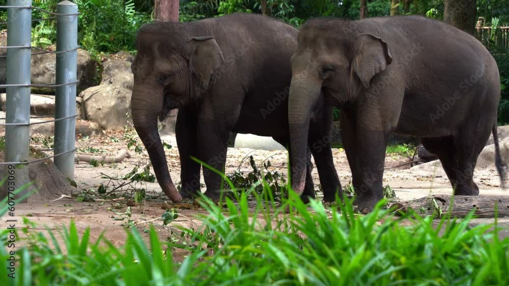 Two large land mammals, Asian elephants, elephas maximus standing side ...