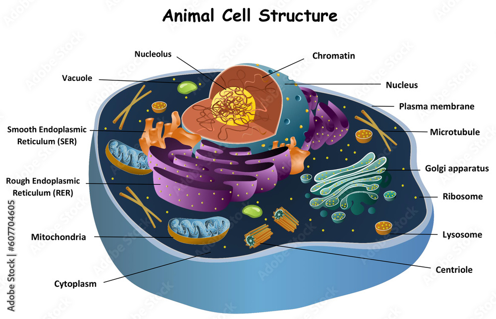 Diagram of animal cell for biology education Stock Illustration | Adobe ...