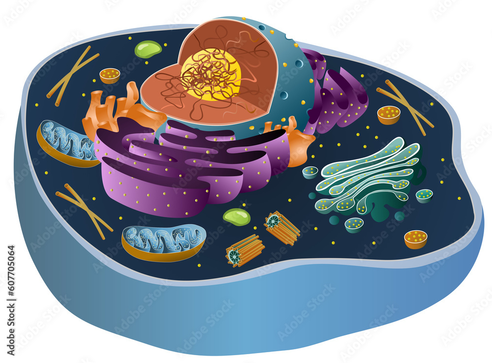 Animal cell vector for biology science study Stock Illustration | Adobe ...