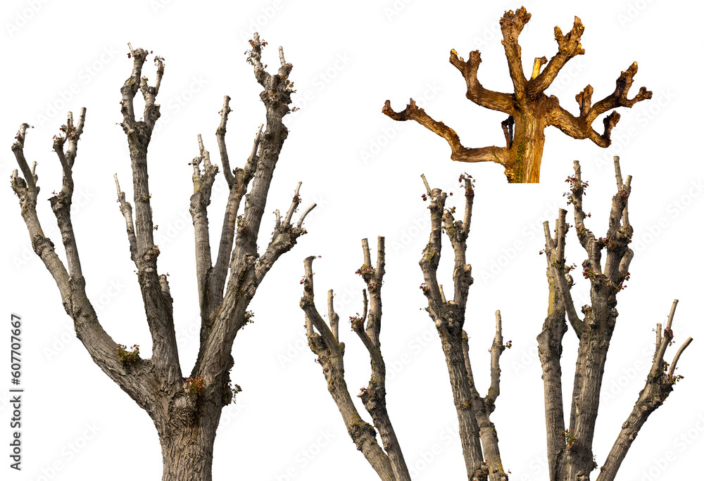 Closeup of a group of pruned trees isolated on white or transparent ...