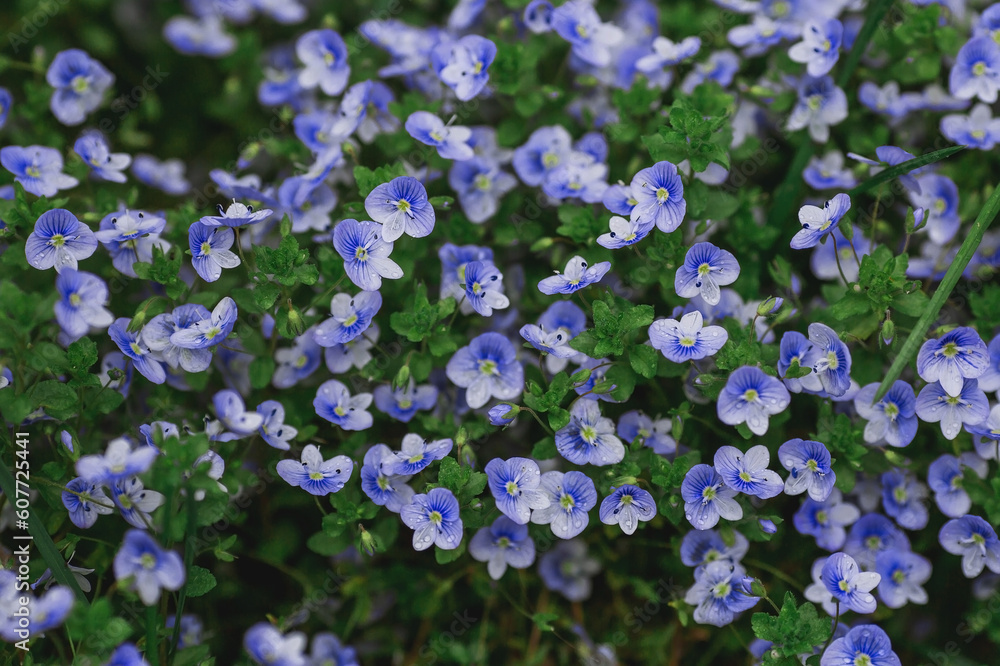 Veronica filiformis (Latin Veronica filiformis). Annual or perennial ...