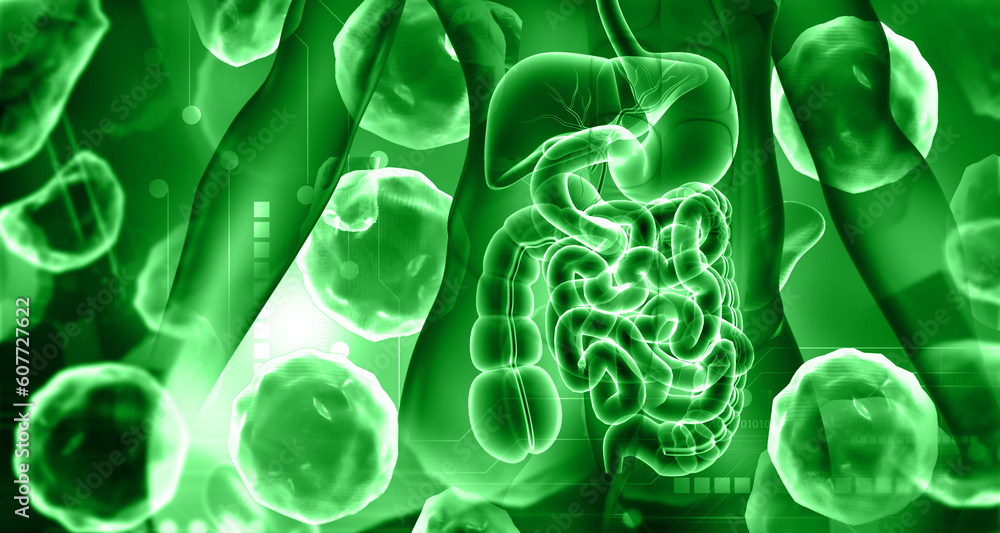 Human digestive system on green background. 3d illustration. Stock ...