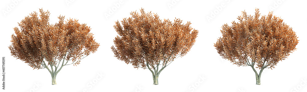 Photorealistic 3D render of trees in autumn on transparent background ...