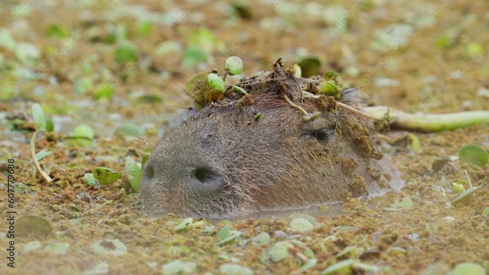 Capybara sits in water pond with moss on head breathing flapping ear in ...