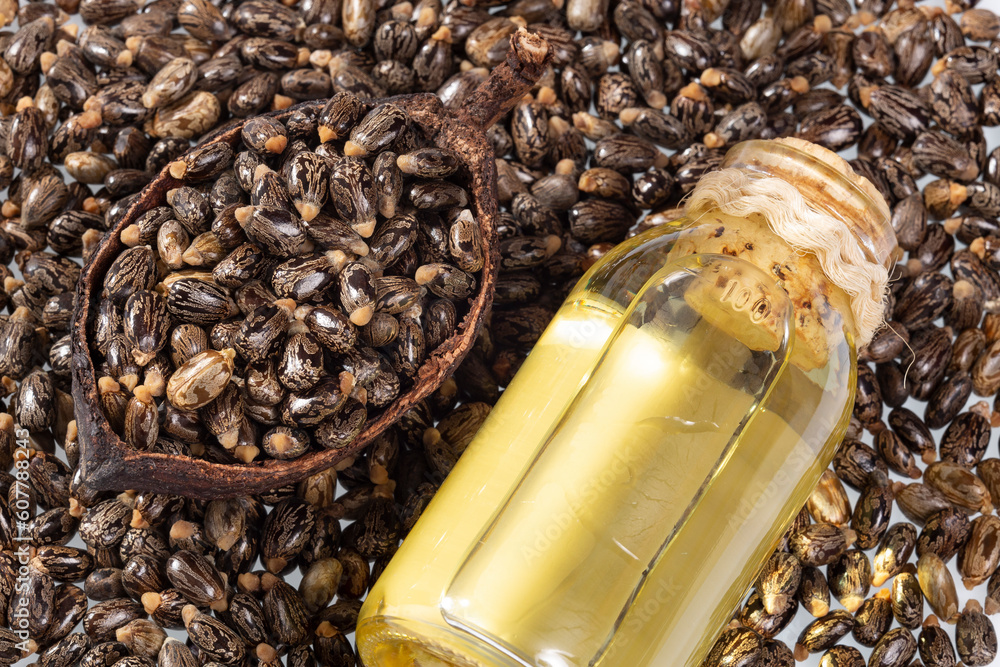 Ricinus communis - Dried seeds And Oil From The Fruit Of The Castor ...