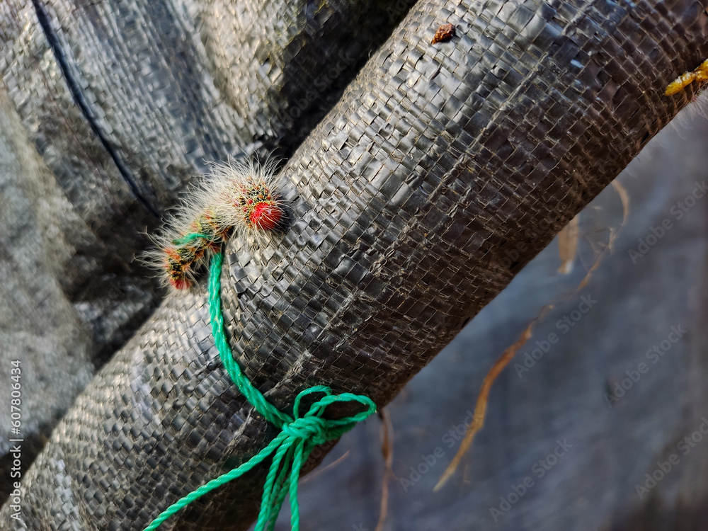 Photograph of close up caterpillar with copy space. Fit for design ...