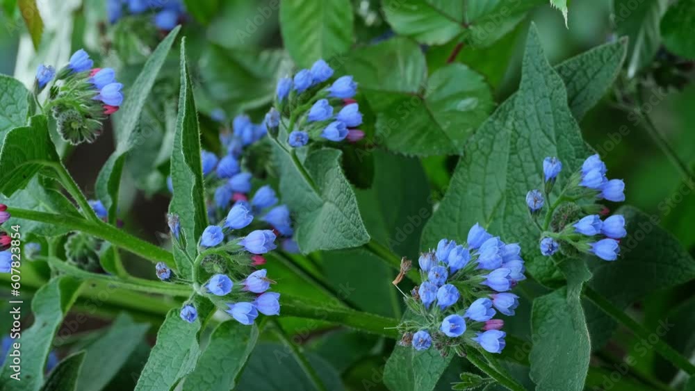 Symphytum officinale flower growing on the wild meadow in Ukraine - is ...