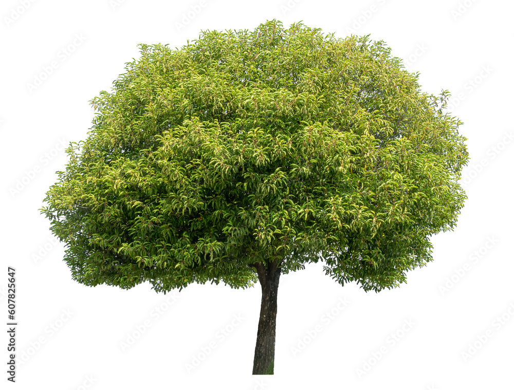 Green tree isolated on transparent background with clipping path and ...
