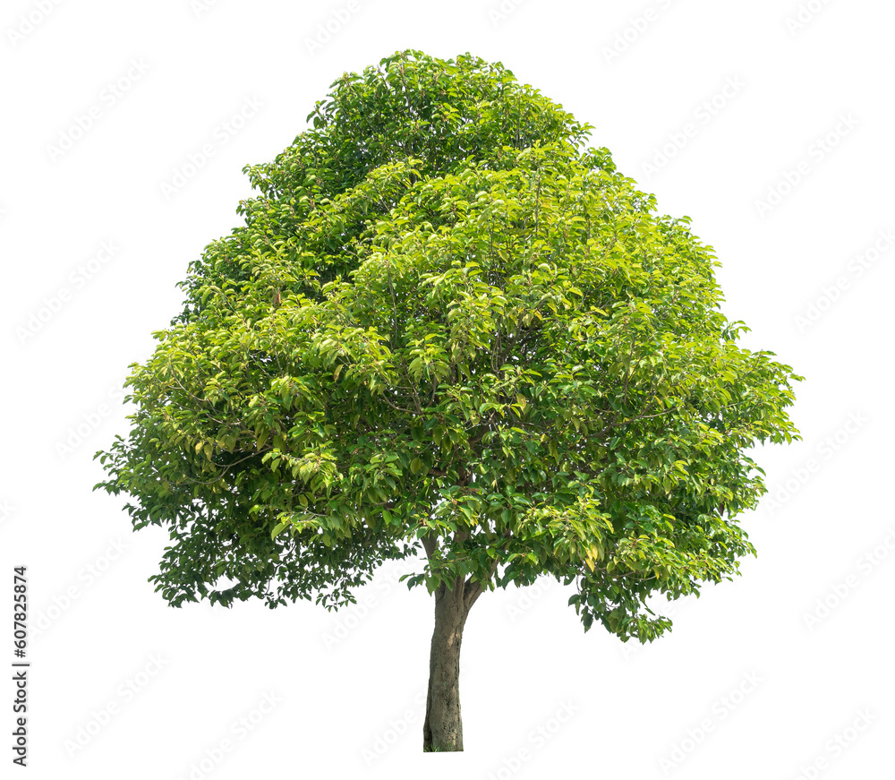 Green tree isolated on transparent background with clipping path and ...