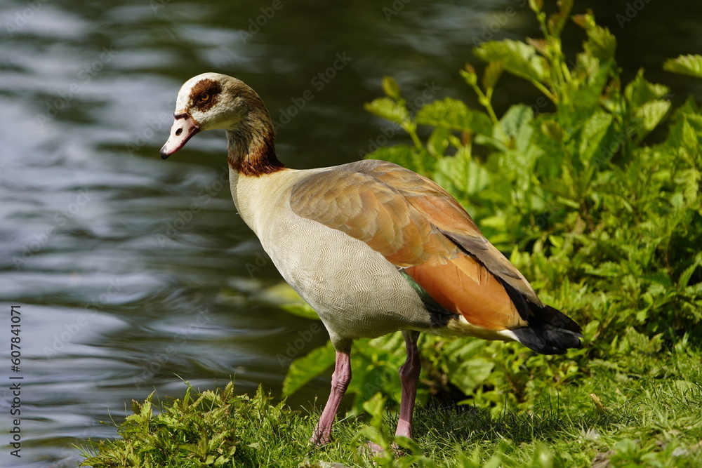 The Egyptian goose (Alopochen aegyptiaca) is a member of the duck ...