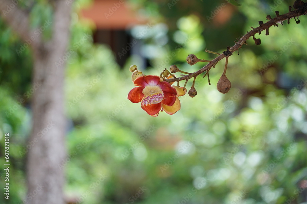 Sal tree or Shorea robusta was popularly planted in temples. Stock ...