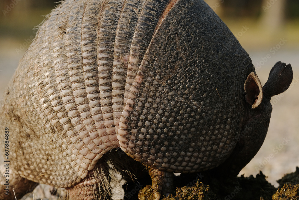 Texas wildlife shows nine-banded armadillo digging in cow manure closeup. Stock Photo | Adobe Stock