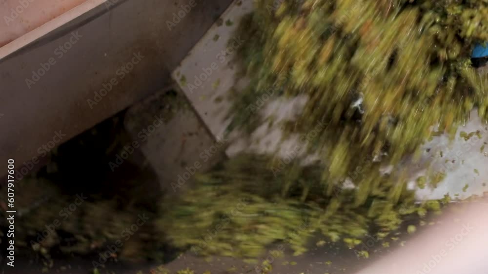 Discharge process of white grapes spilling out from cylinder Stock ビデオ ...