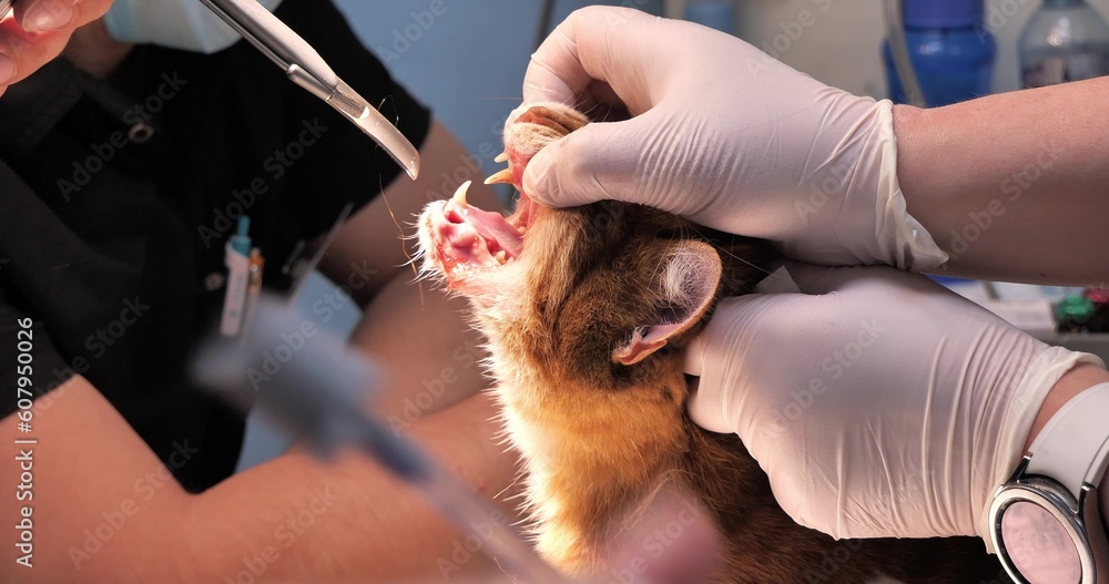 Before the operation, the veterinary anesthesiologist intubates the cat ...