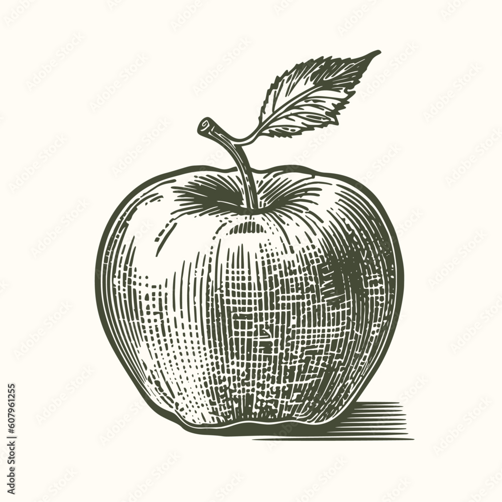 Hand drawn apple. Vintage woodcut engraving style vector illustration ...