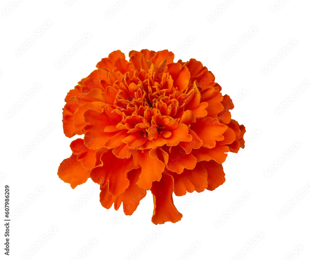 Beautiful Orange Marigold flower isolated on transparent background ...