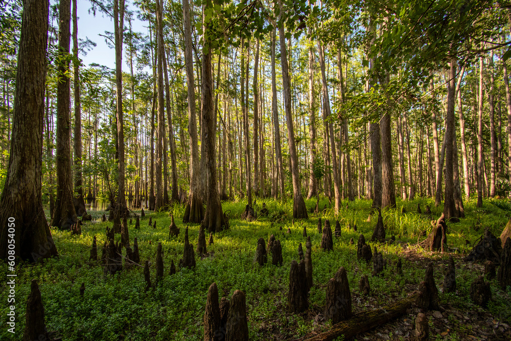 Hiking and exploring a beautiful cypress forest at Shingle Creek in ...