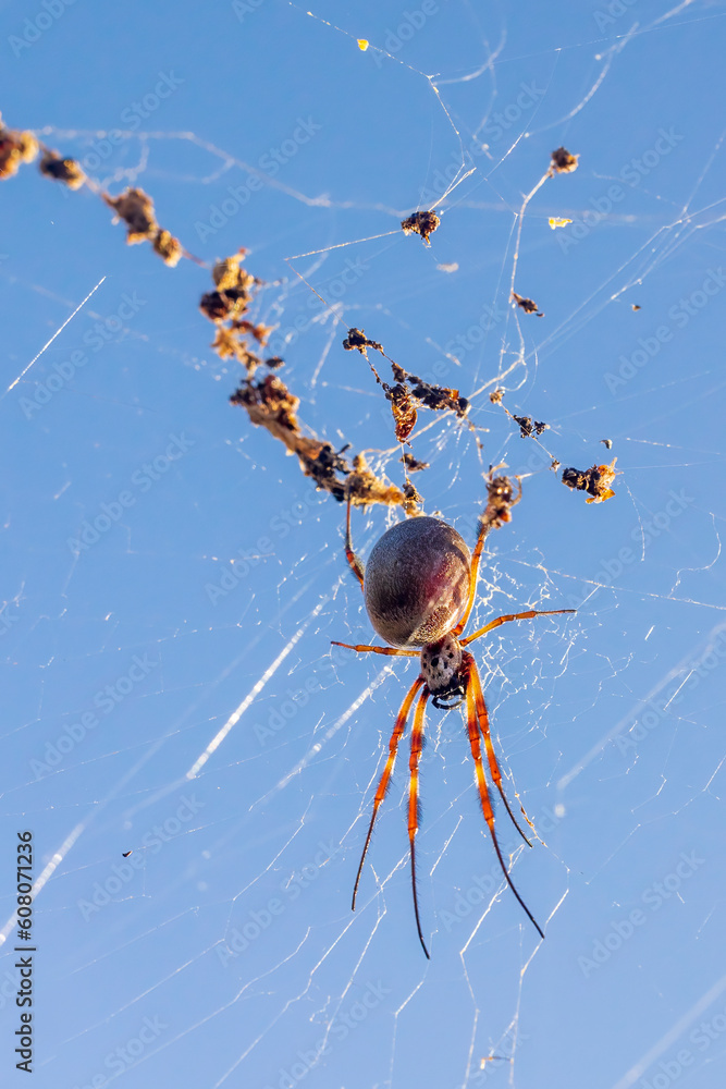 Golden Orb-weaving Spider (Nephila edulis) on its web Stock Photo ...