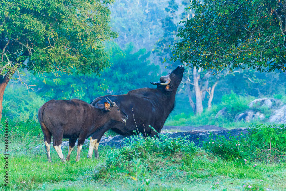 Baby Gaur