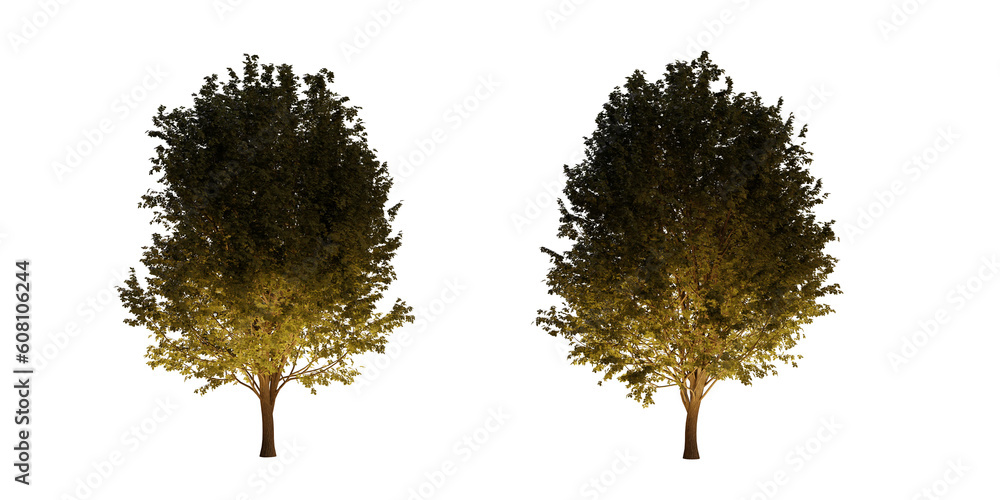 isolated, cutout, hires ulmus minor tree night scene with uplight in ...