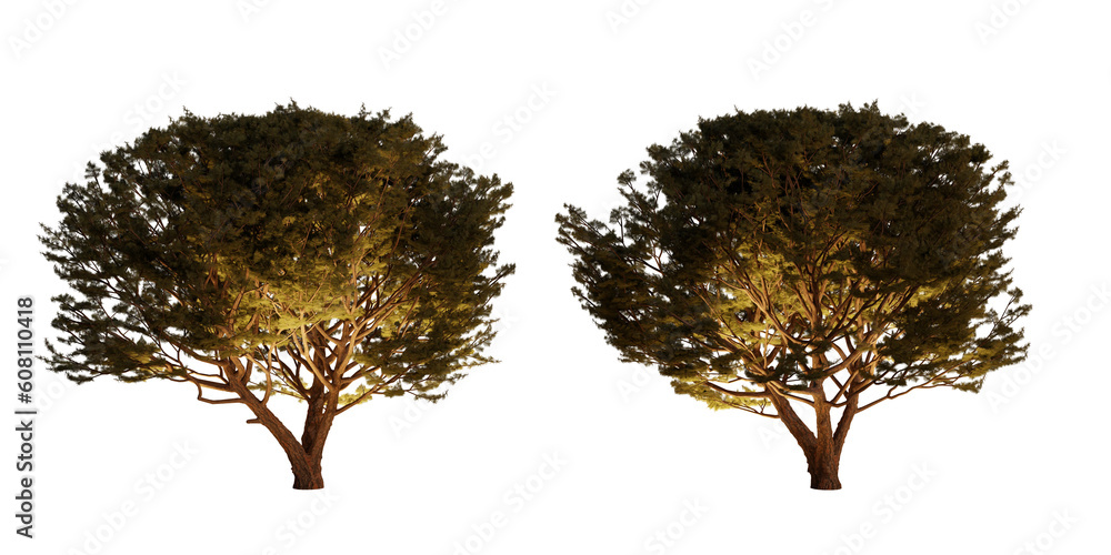 isolated, cutout, hires pinus pinaster tree night scene with uplight in ...