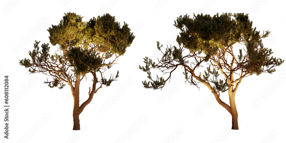 isolated, cutout, hires pinus pinaster tree night scene with uplight in ...