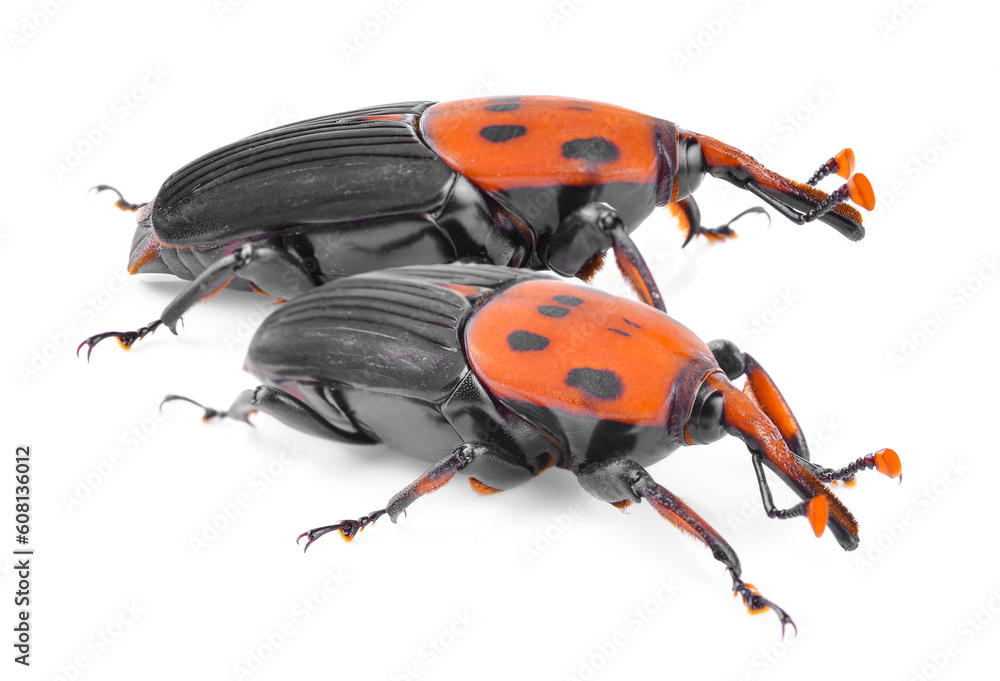 The red palm weevil, Rhynchophorus ferrugineus, is a species of snout ...