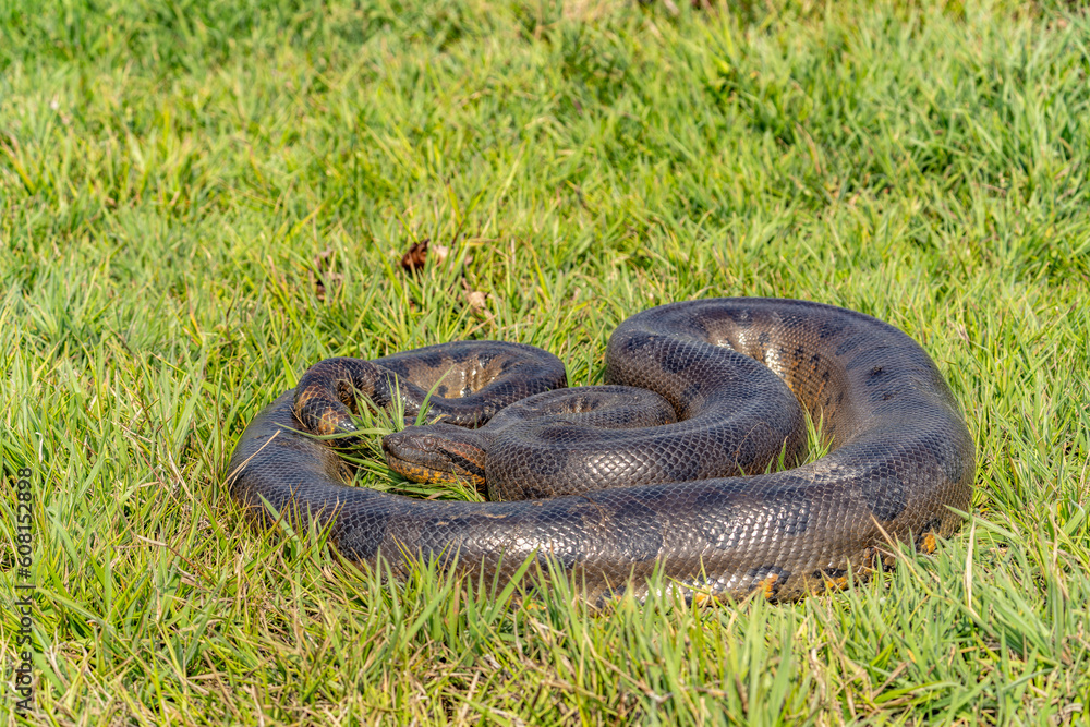 six-meter Anaconda large (Eunectes murinus) South America Venezuela ...
