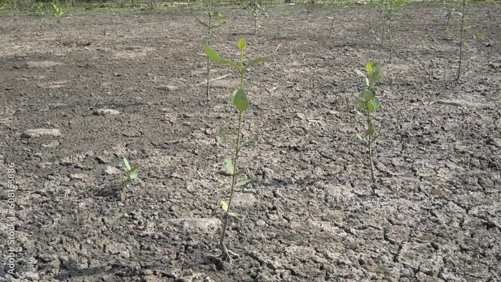 Rhizophora racemose is a species of mangrove tree in the Rhizophoraceae ...