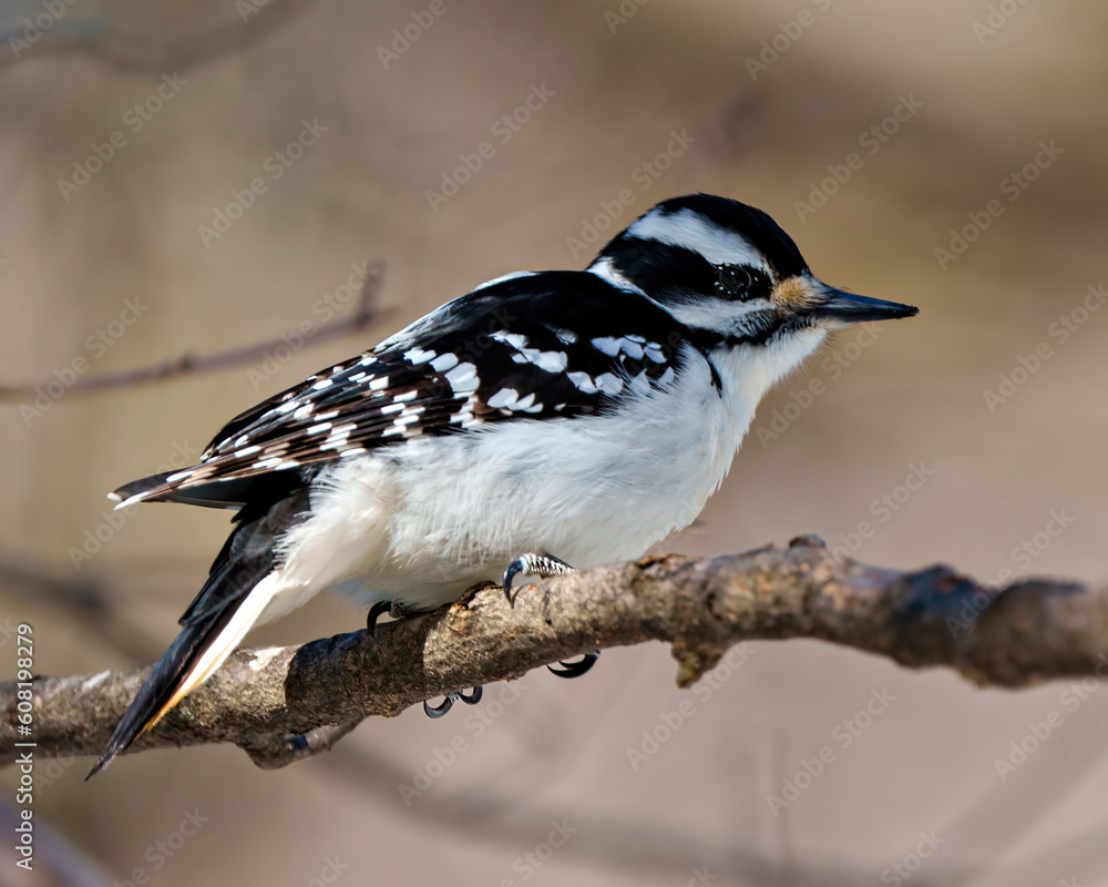Woodpecker Photo and Image. Female side view gripping to a branch and ...