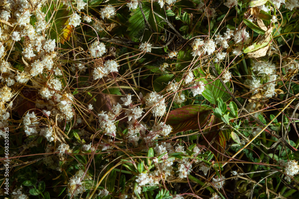 Flora of Gran Canaria - thread-like tangled stems of Cuscuta ...