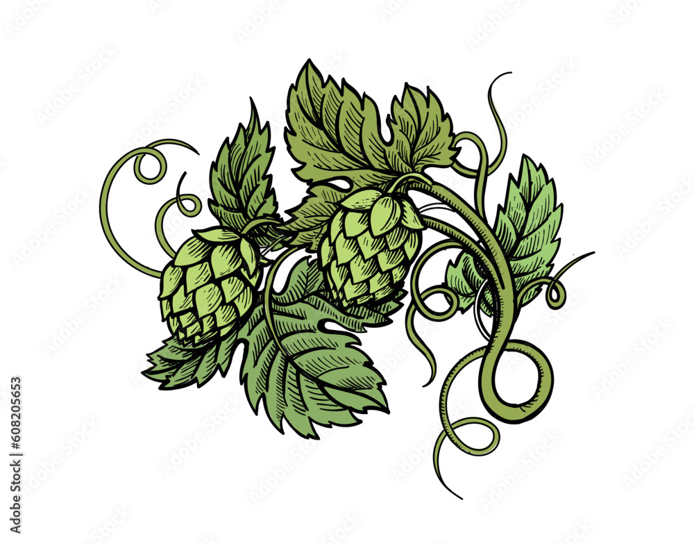 Hop plant hand drawn. Branch of hops engraving style. Design element ...
